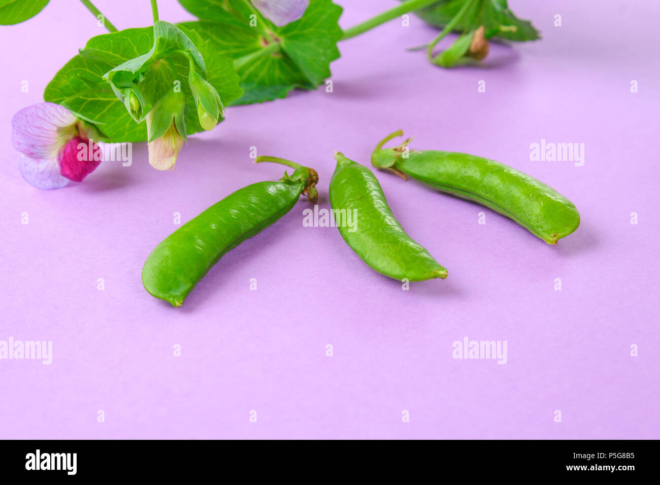 Peas, pods, leaves and pea flowers on a light pastel background. Floral ...