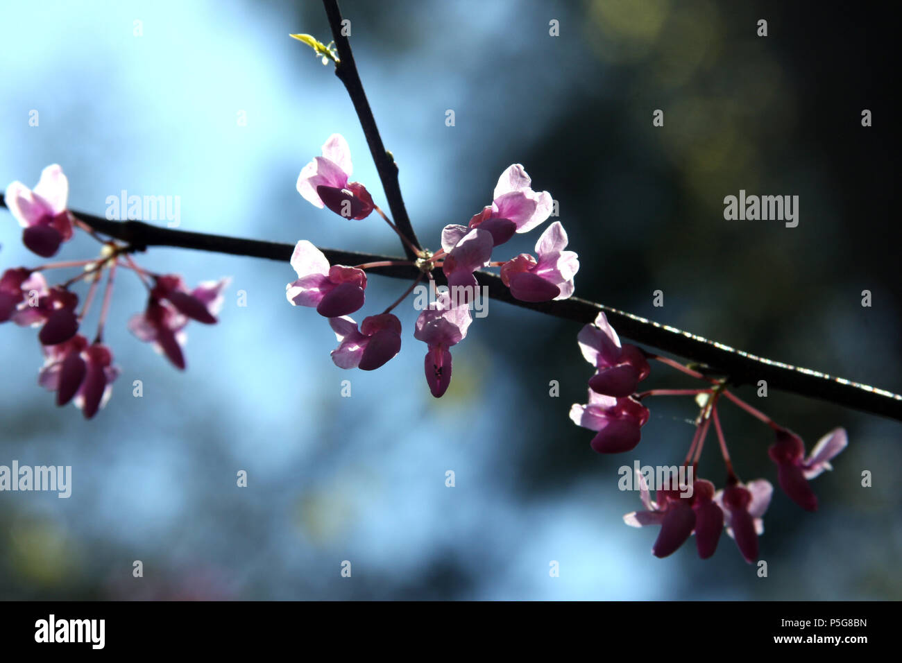Eastern redbud blossom Stock Photo - Alamy