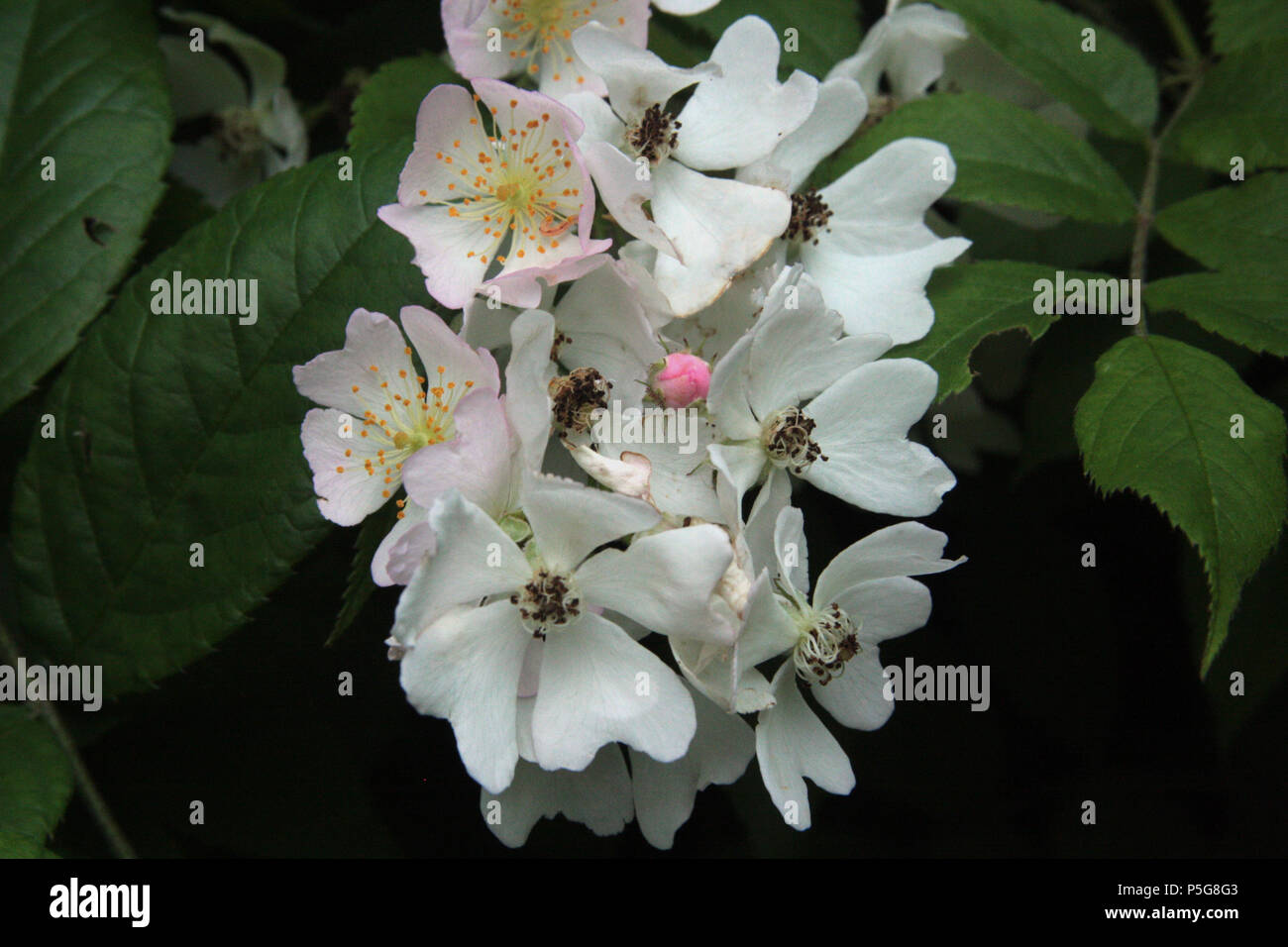 Virginia rose hi-res stock photography and images - Alamy