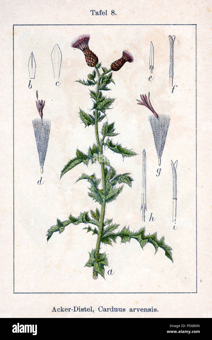 Cirsium arvense botanical illustration hi-res stock photography and ...