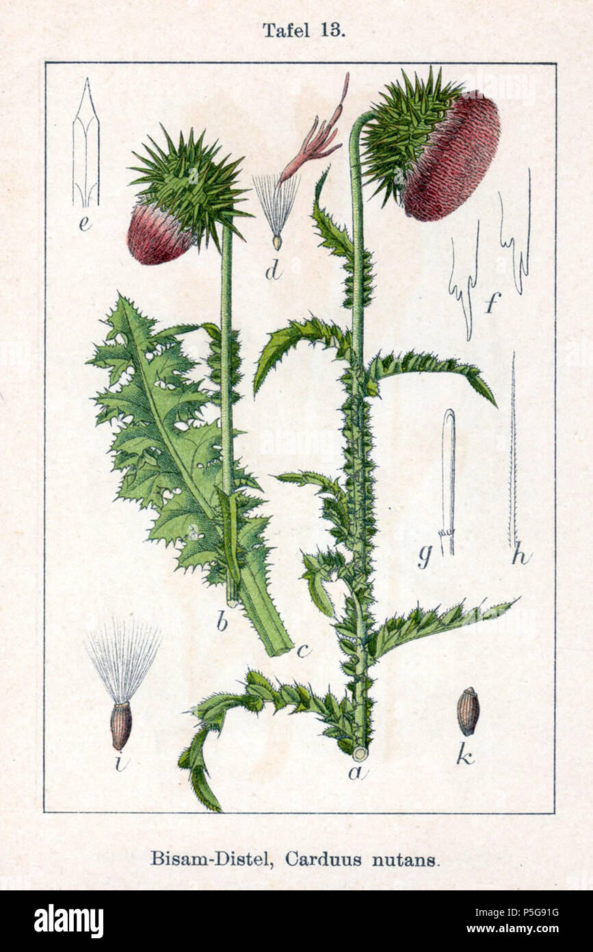 N/A. English: Carduus nutans L. Original Description 'Bisam-Distel ...