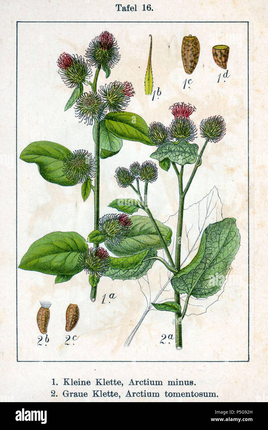 Arctium Tomentosum