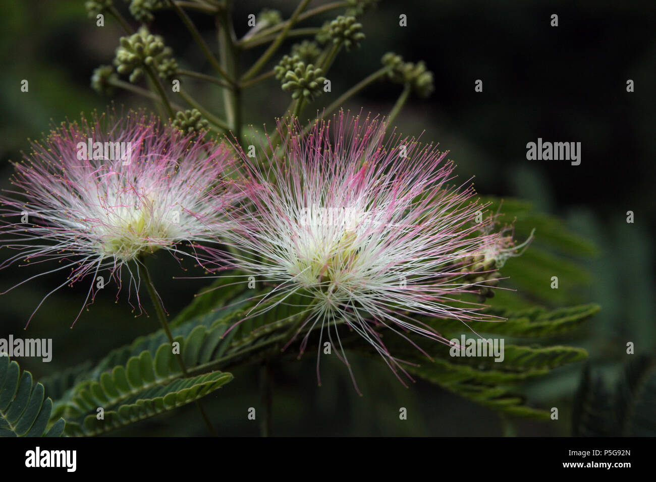 Persian silk tree blossom Stock Photo - Alamy