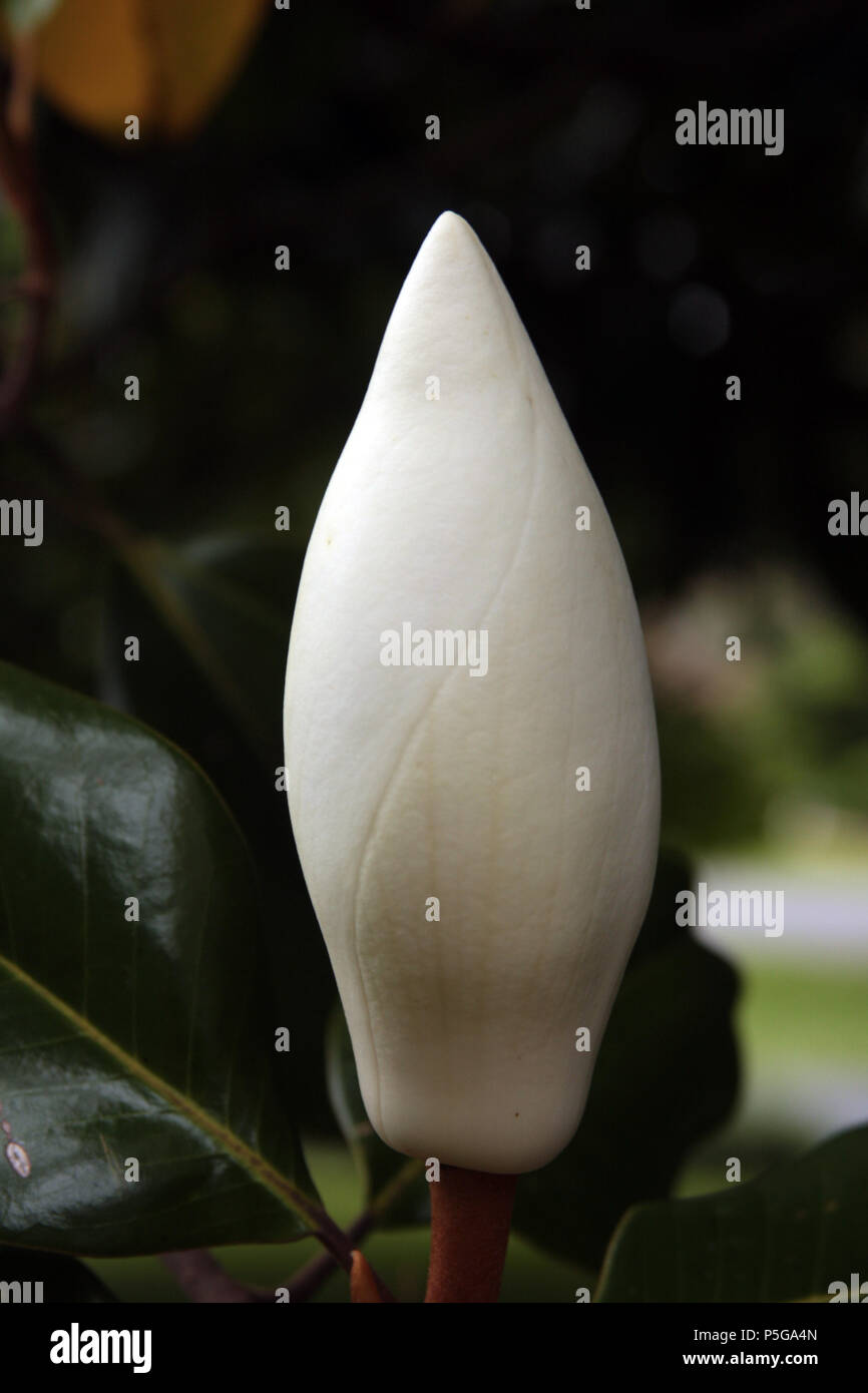 Magnolia grandiflora bull bay hi-res stock photography and images - Alamy