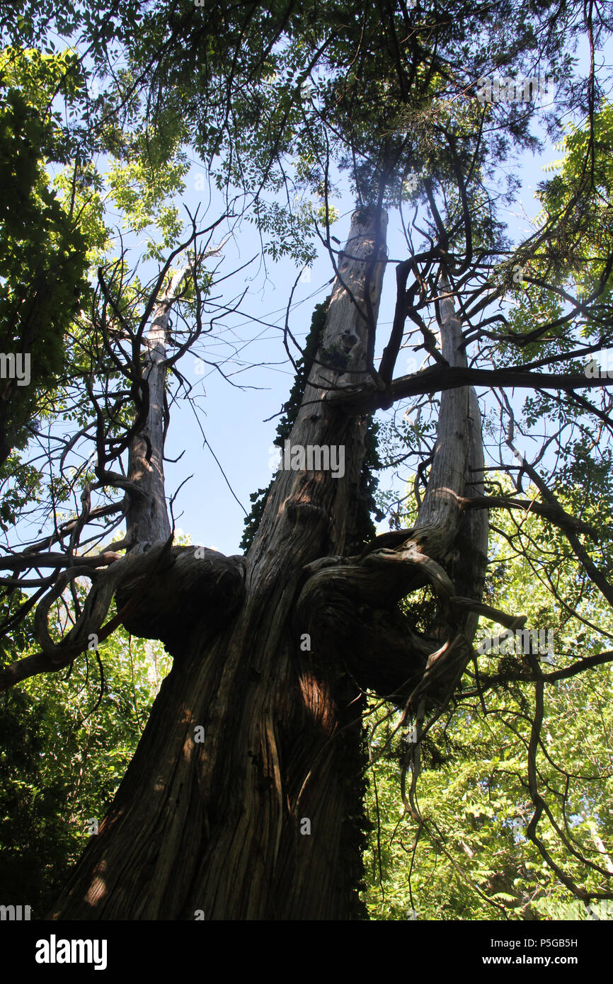 Large old tree with two branches coming off the trunk Stock Photo - Alamy