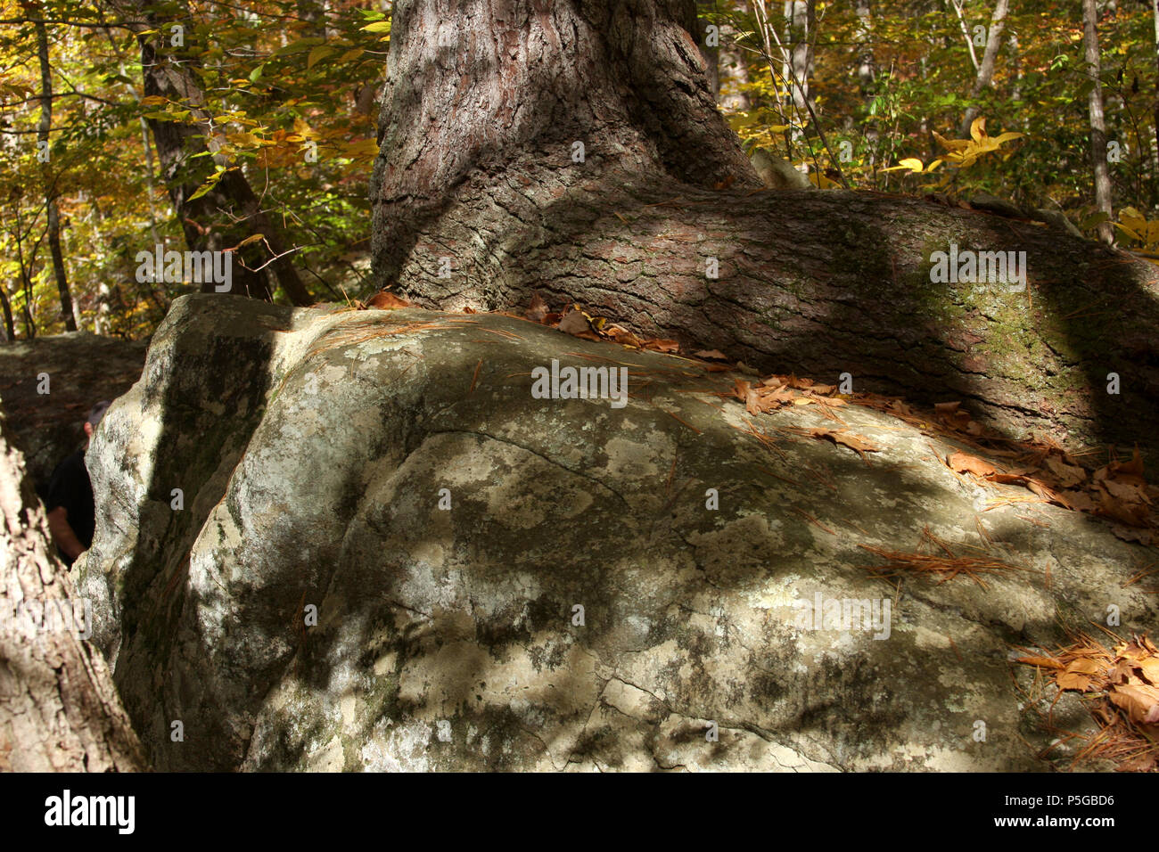 Trunk grown over with plants hi-res stock photography and images - Alamy