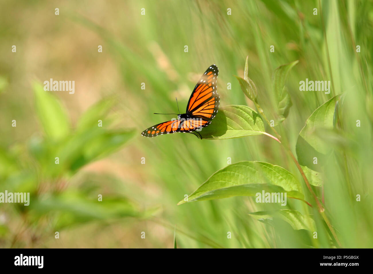 Monarch Butterfly in Meadow Stock Photo - Alamy