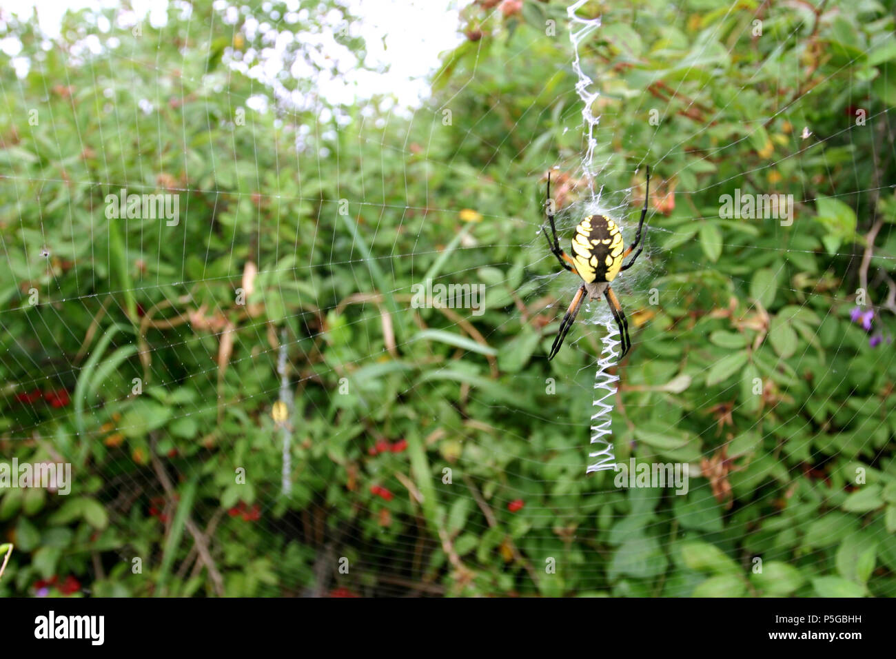 Yellow Garden Spider Ready on Web Stock Photo - Alamy
