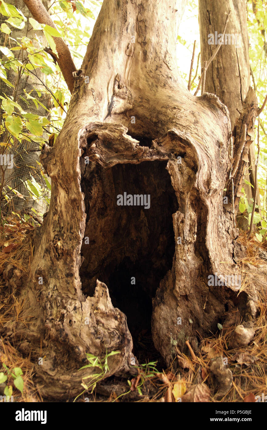 Rotten old tree, with large hole at the base Stock Photo - Alamy