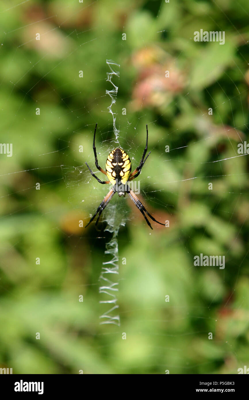 Yellow Garden Spider Ready on Web Stock Photo - Alamy