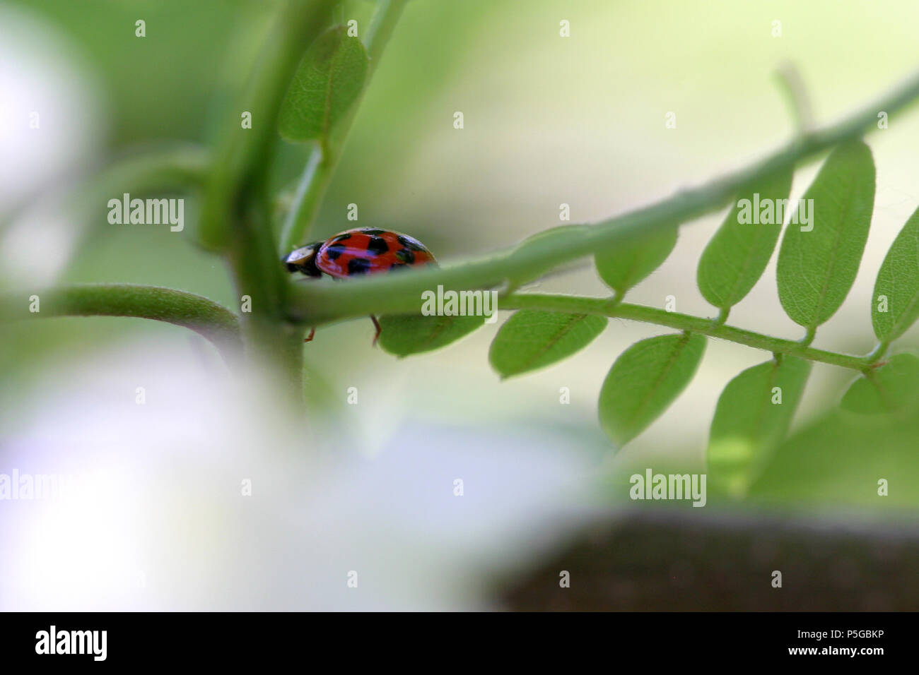 Lady Bug on Black Locust Branch Stock Photo - Alamy