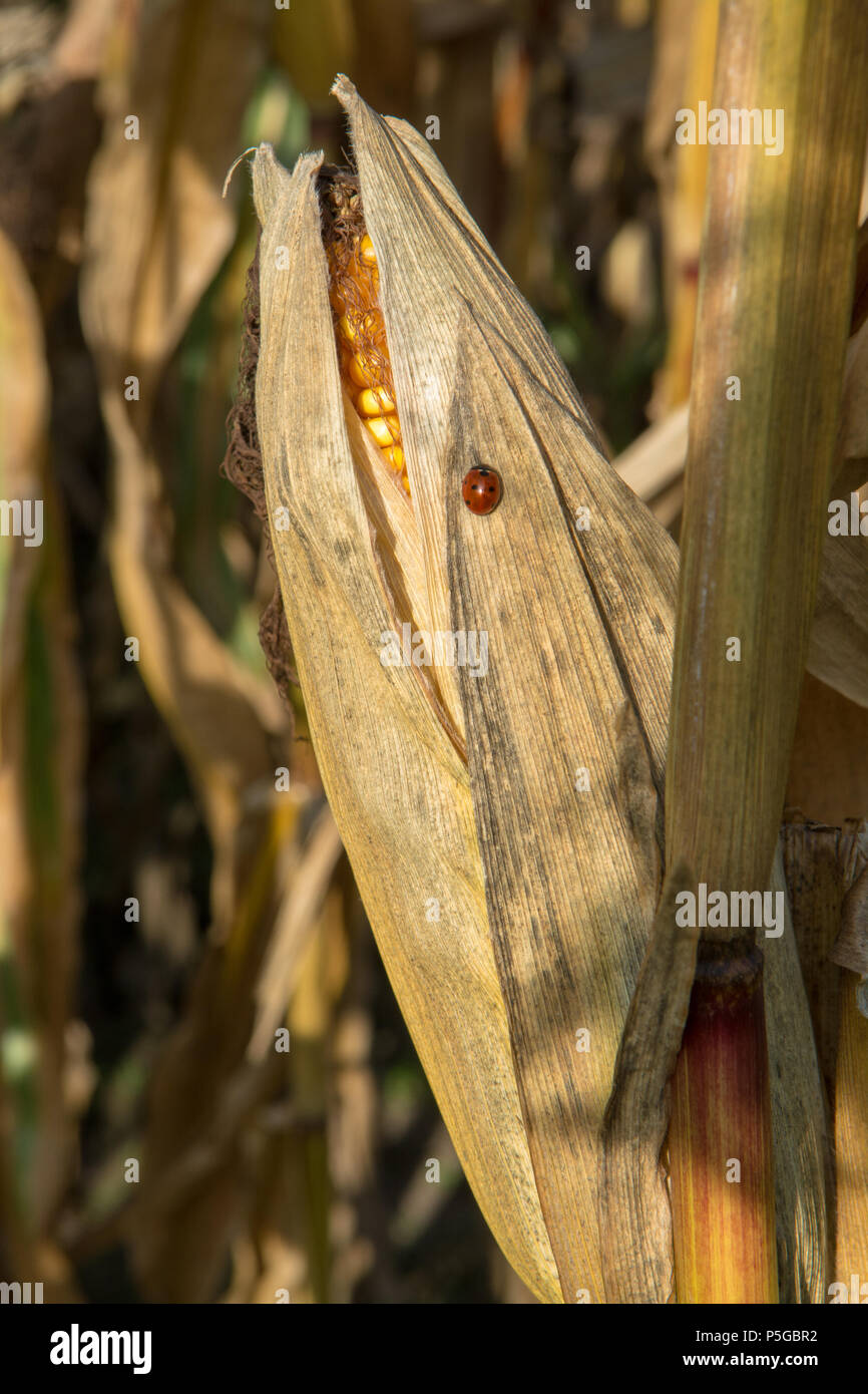 Ripe yellow organic corn ear ready to harvest, corn fields Stock Photo ...