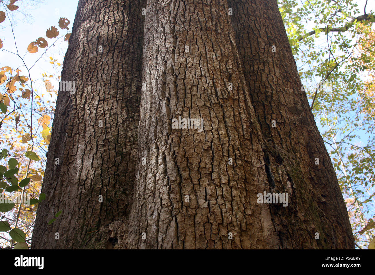 Three trunks emerged from the same tree Stock Photo - Alamy