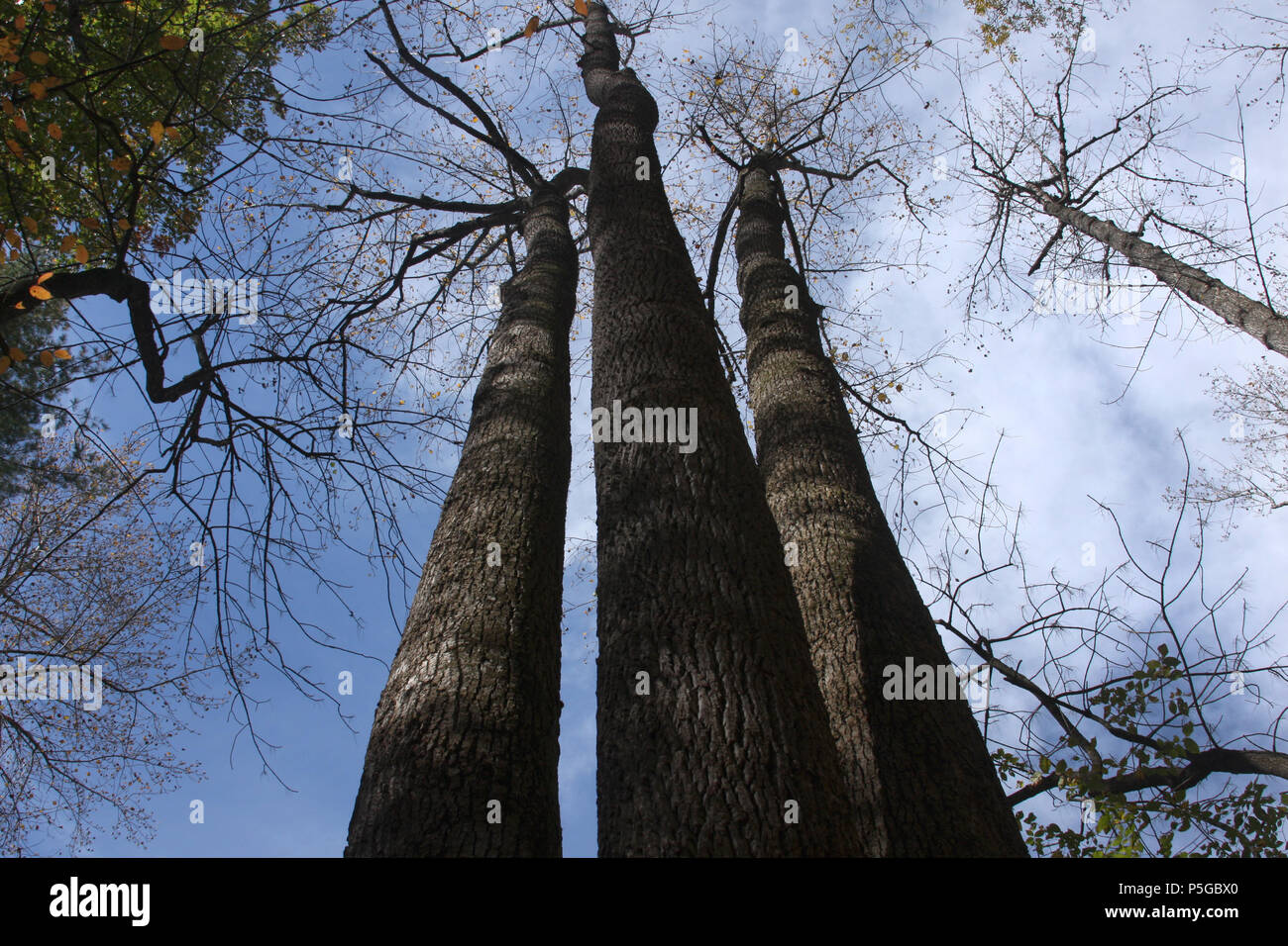 Multi stemmed trees hi-res stock photography and images - Alamy