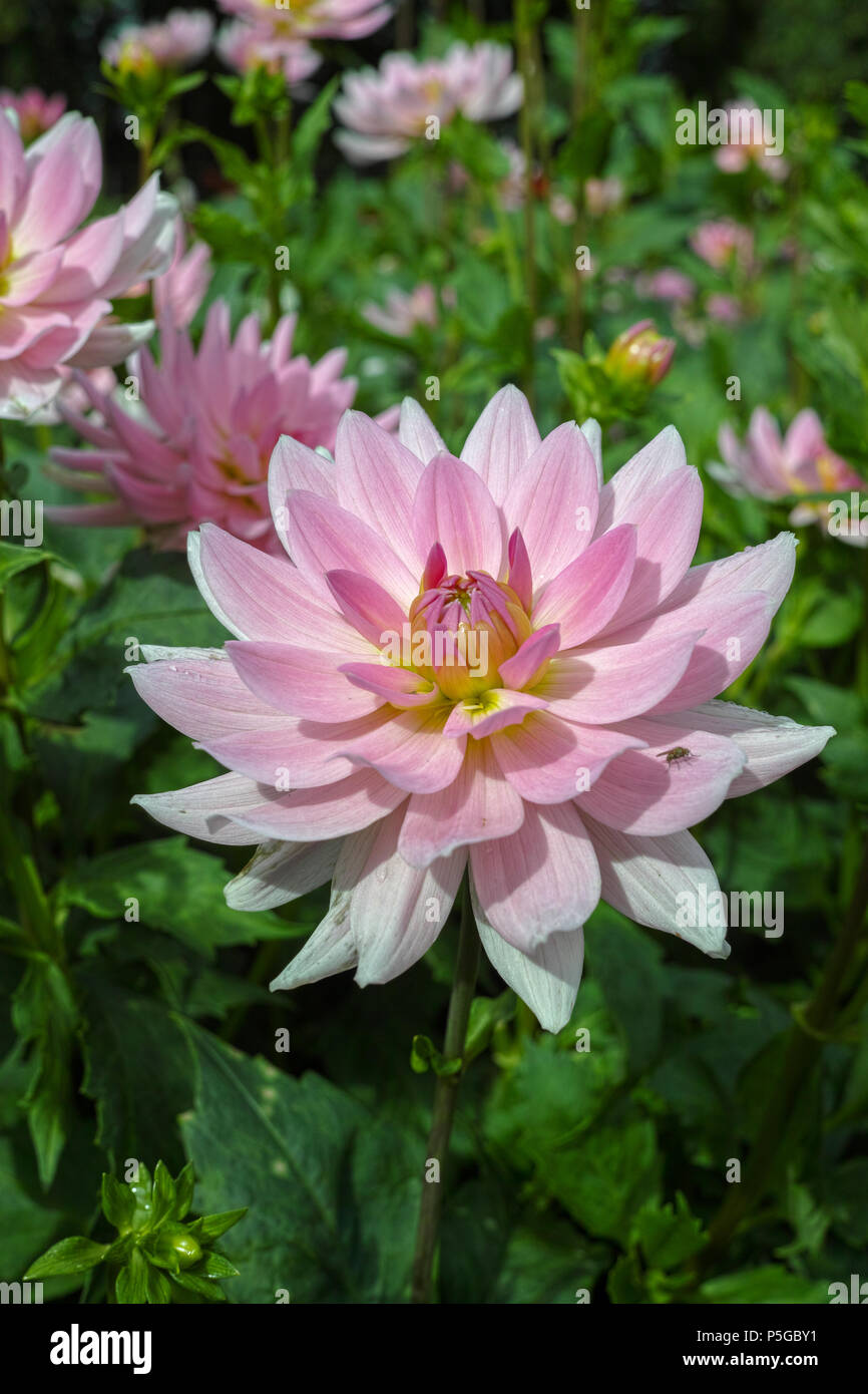 Pink rose dahlia flower on the plant, Beautiful bouquet or decoration ...