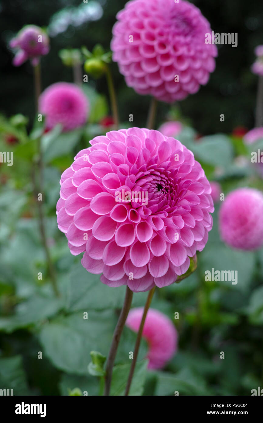 Pink rose dahlia flower on the plant, Beautiful bouquet or decoration ...