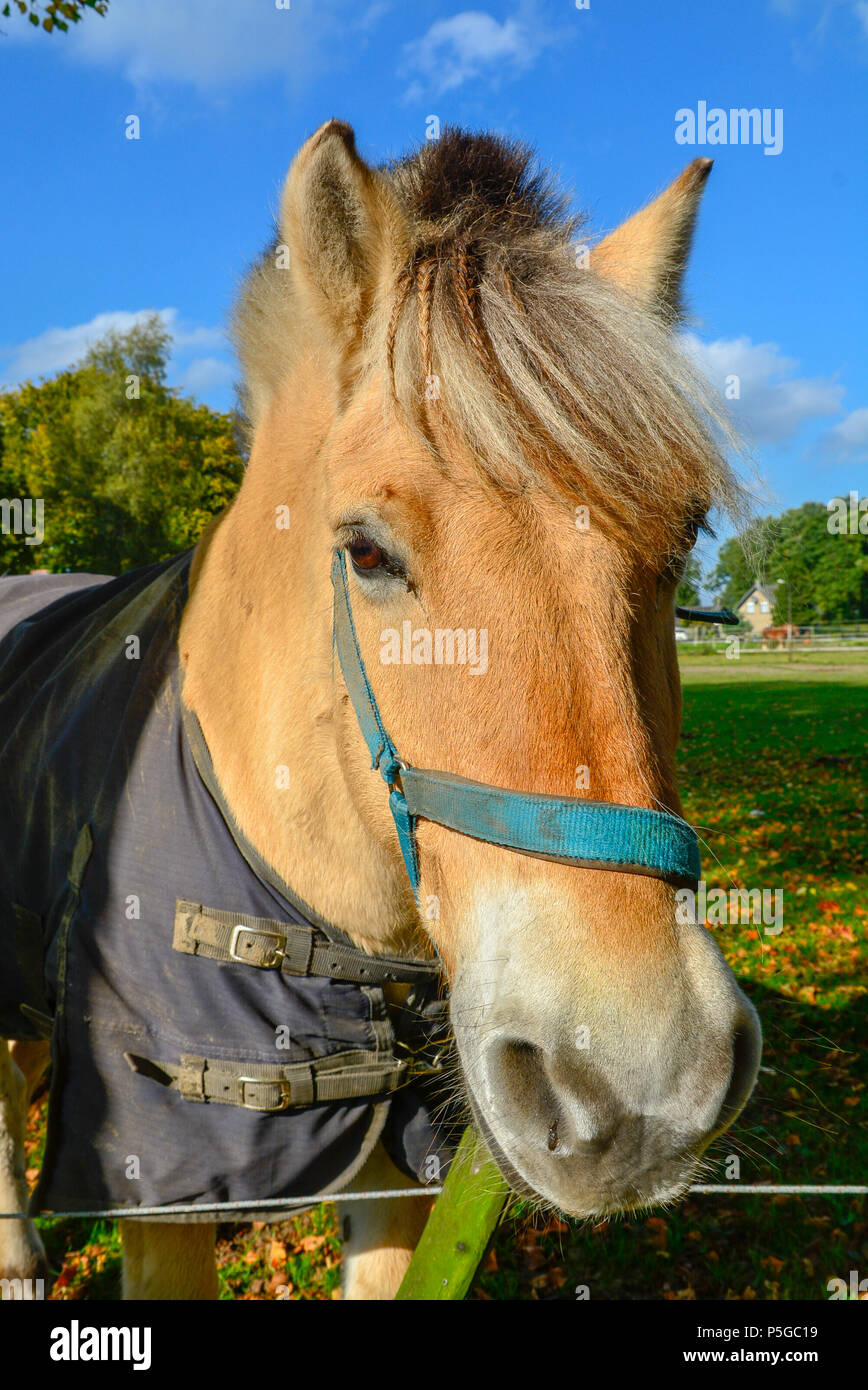 French percheron horse hi-res stock photography and images - Alamy