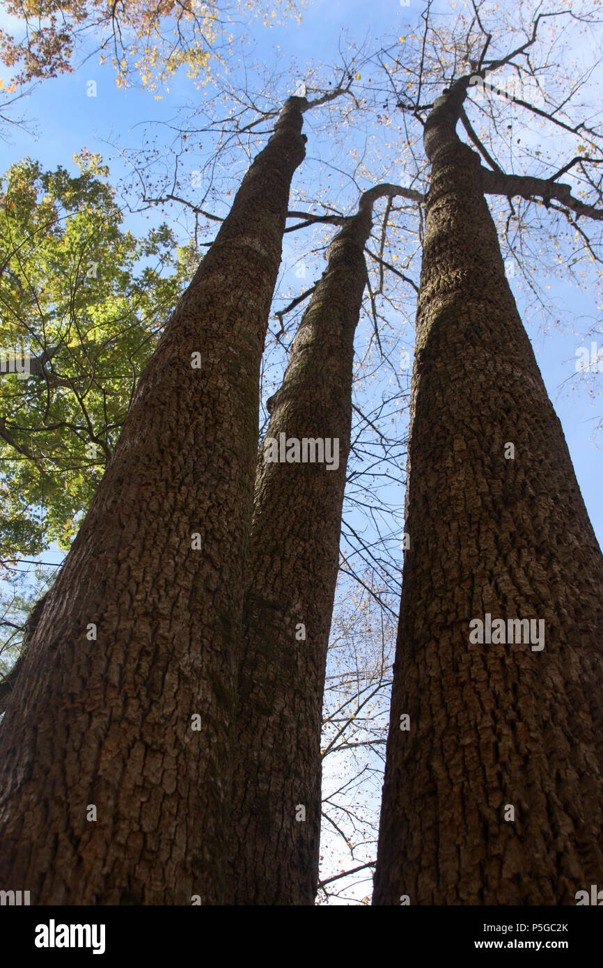 Multi stemmed trees hi-res stock photography and images - Alamy