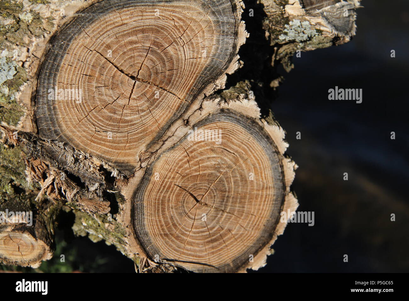 Close-up of tree cut with chainsaw. Tree rings Stock Photo - Alamy