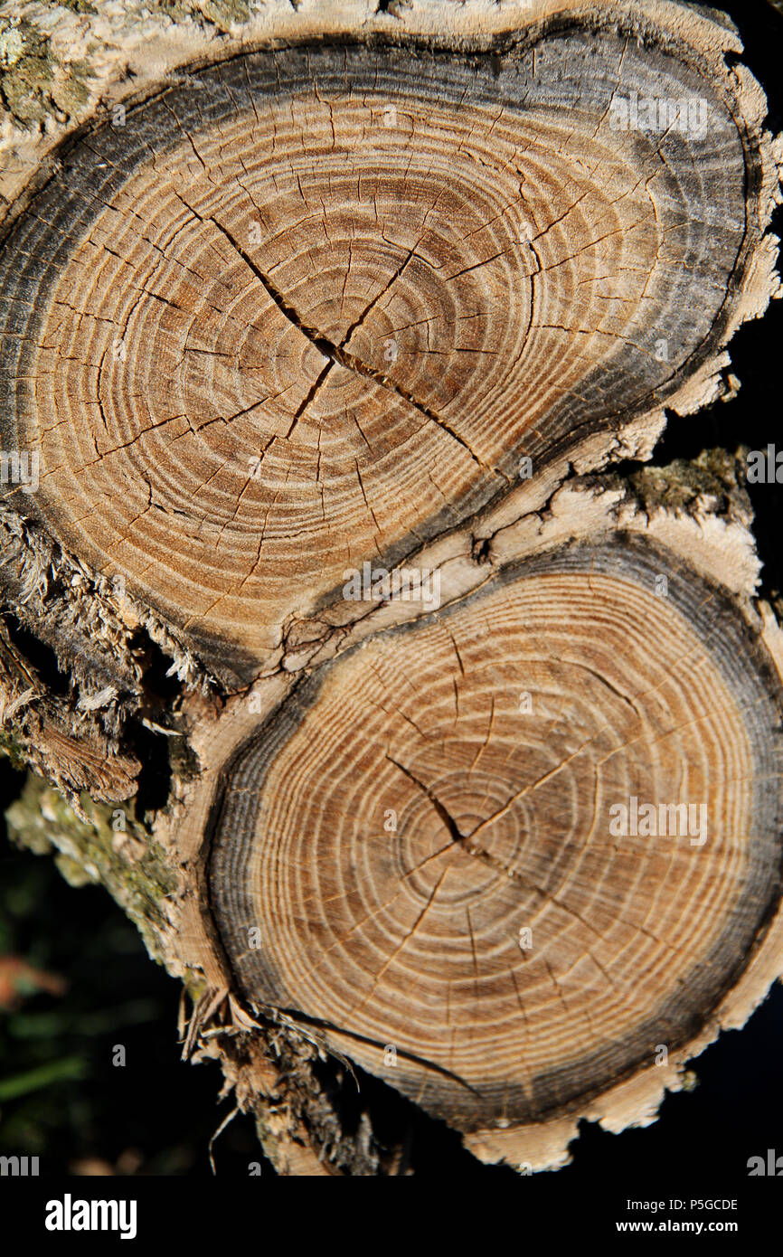 Close-up of tree cut with chainsaw. Tree rings Stock Photo - Alamy