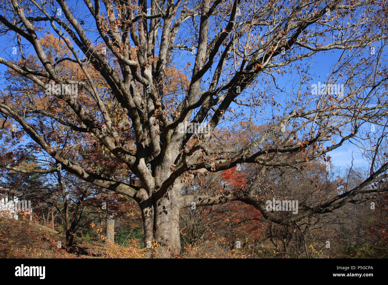 Mature tree with large crown, in autumn Stock Photo - Alamy