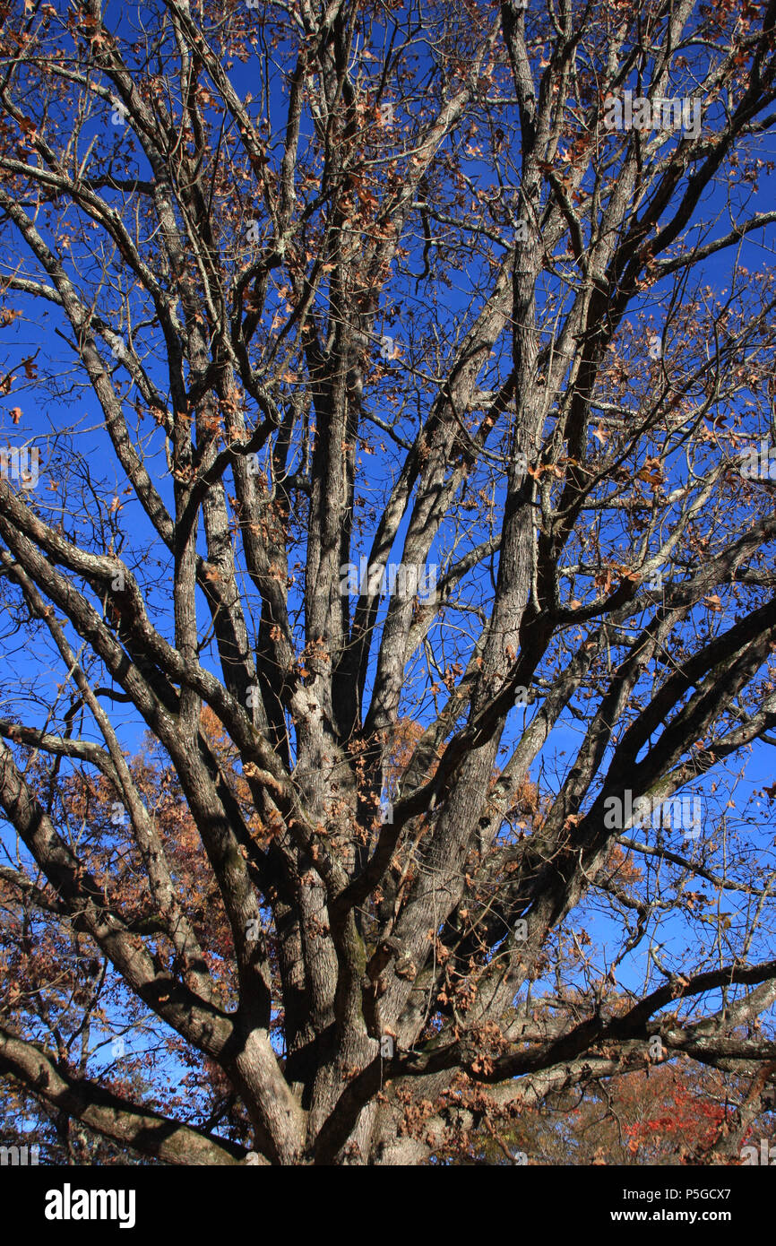 Large crown tree hi-res stock photography and images - Alamy