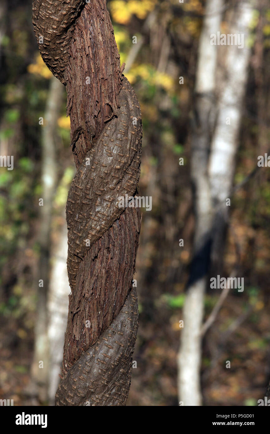Twisted tree vine hi-res stock photography and images - Alamy