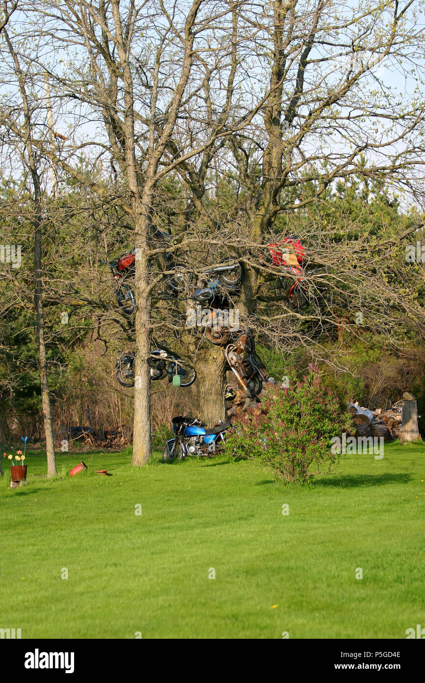 Motorcycles Hanging in a Tree Stock Photo - Alamy
