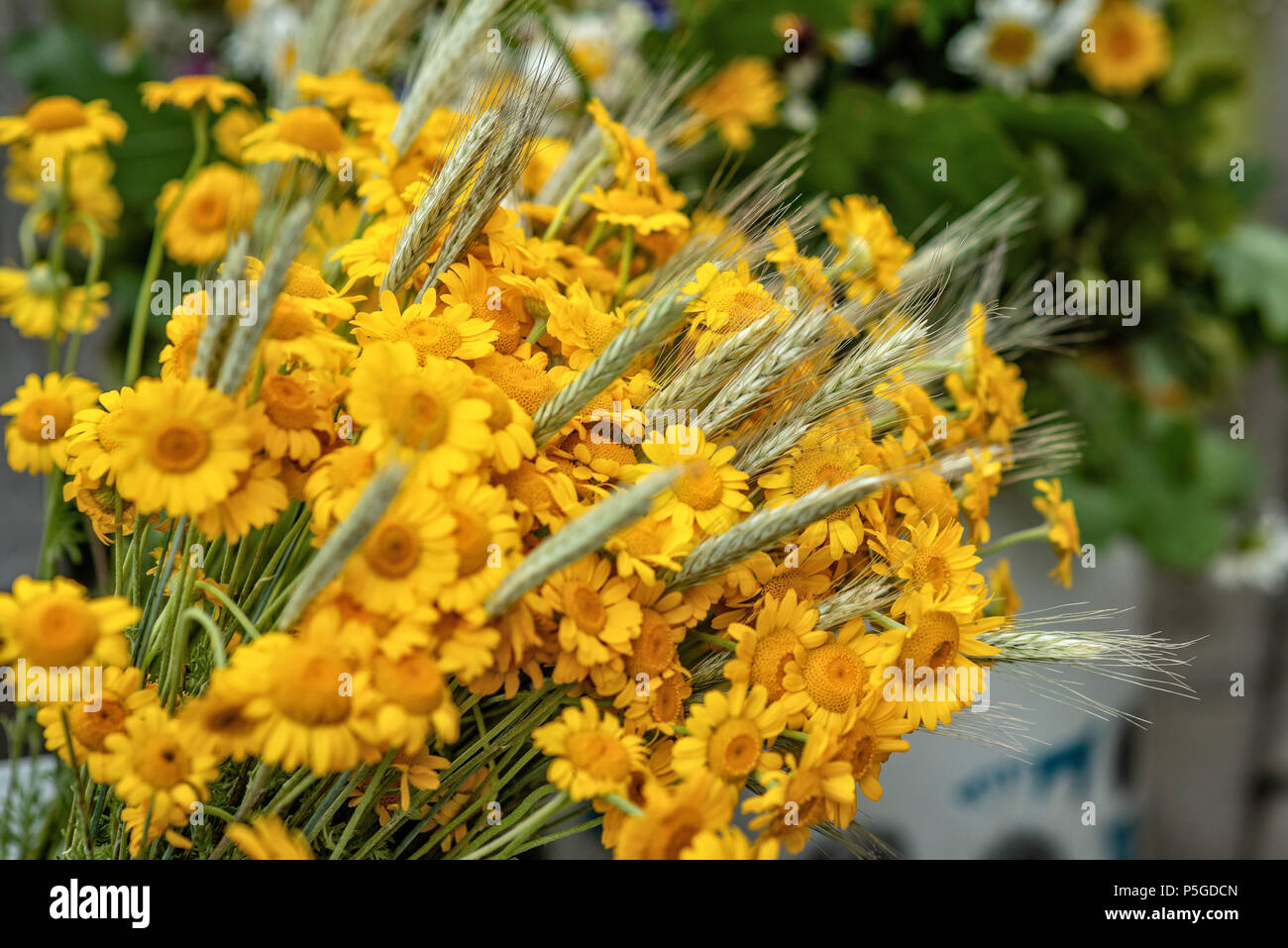 Crop flora hi-res stock photography and images - Alamy