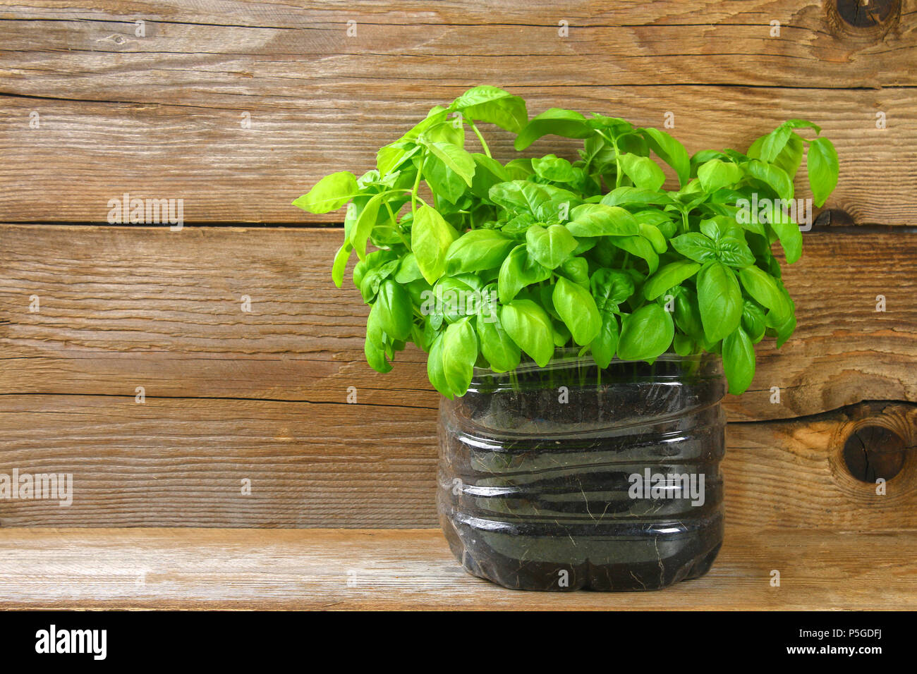 Fresh green basil plant for healthy cooking, herbs and spices Stock ...