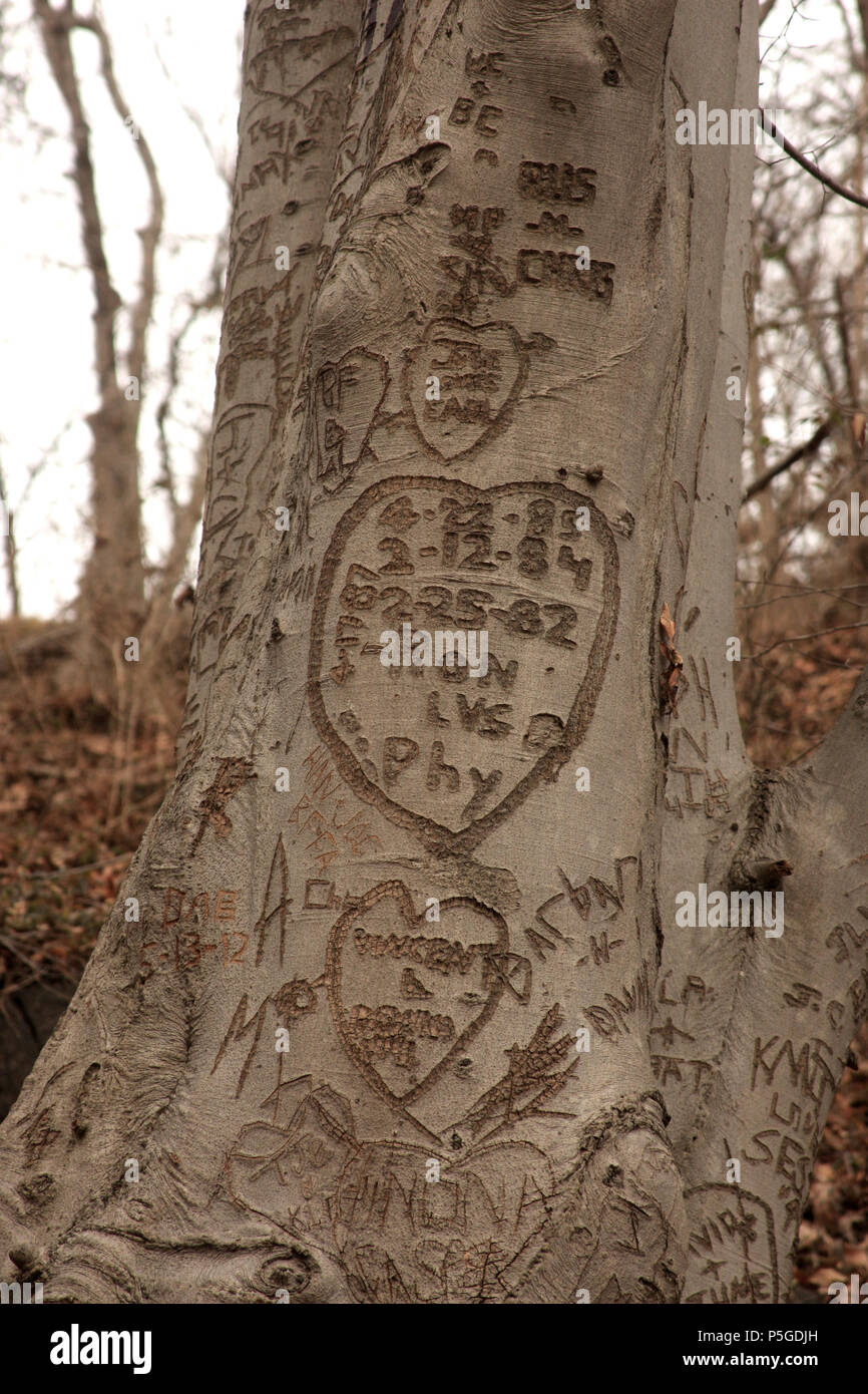Tree trunk into the woods, with old carvings and signatures on the ...
