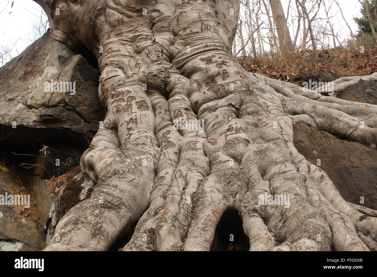 Large visible tree roots on steep side, with old carvings and ...