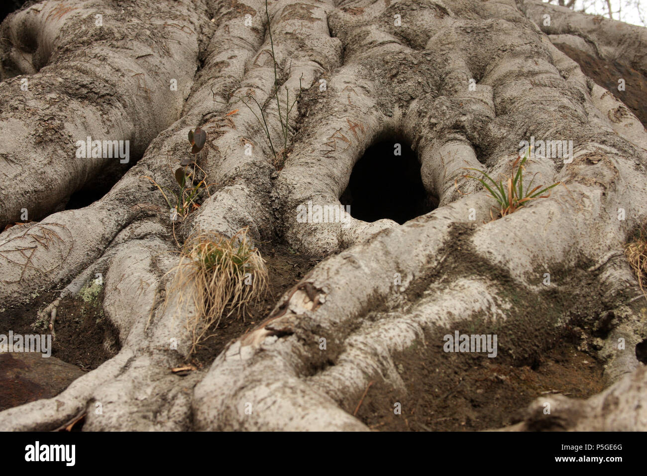 Large tree roots with entrance in wild animal's den Stock Photo - Alamy