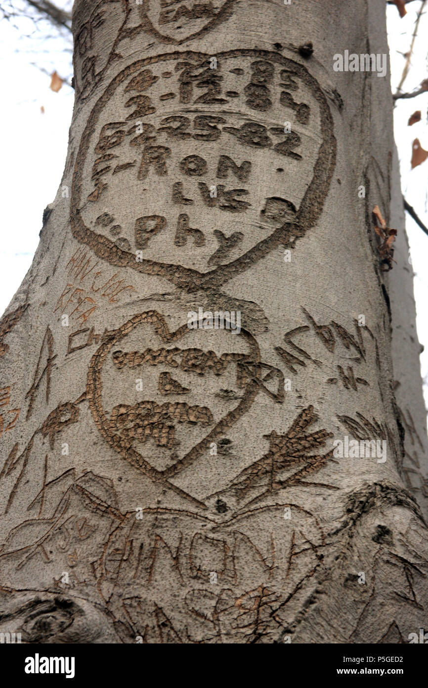 Tree trunk into the woods, with old carvings and signatures on the ...