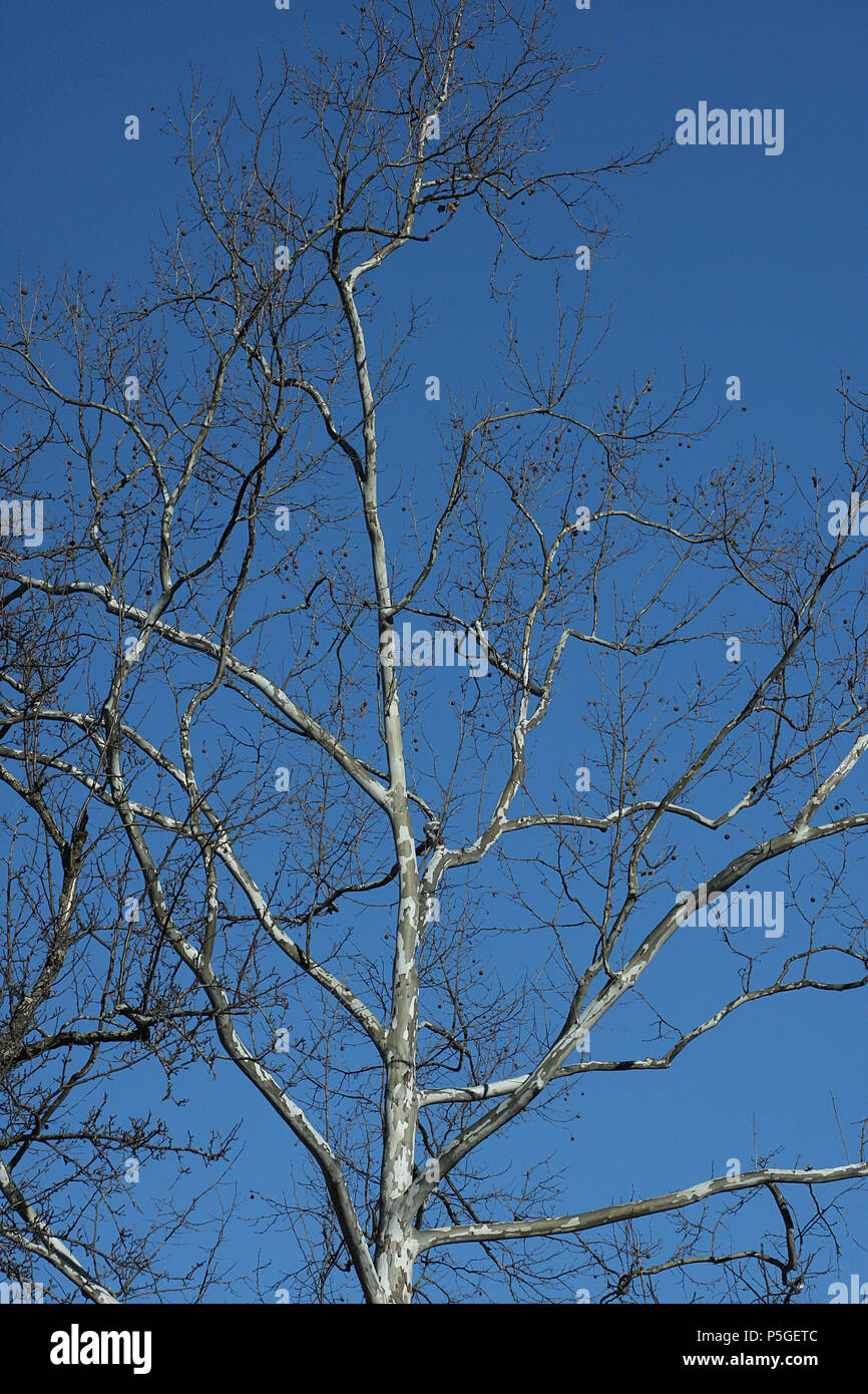 Eastern Sycamore (Platanus Occidentalis) tree in winter, with fruits ...