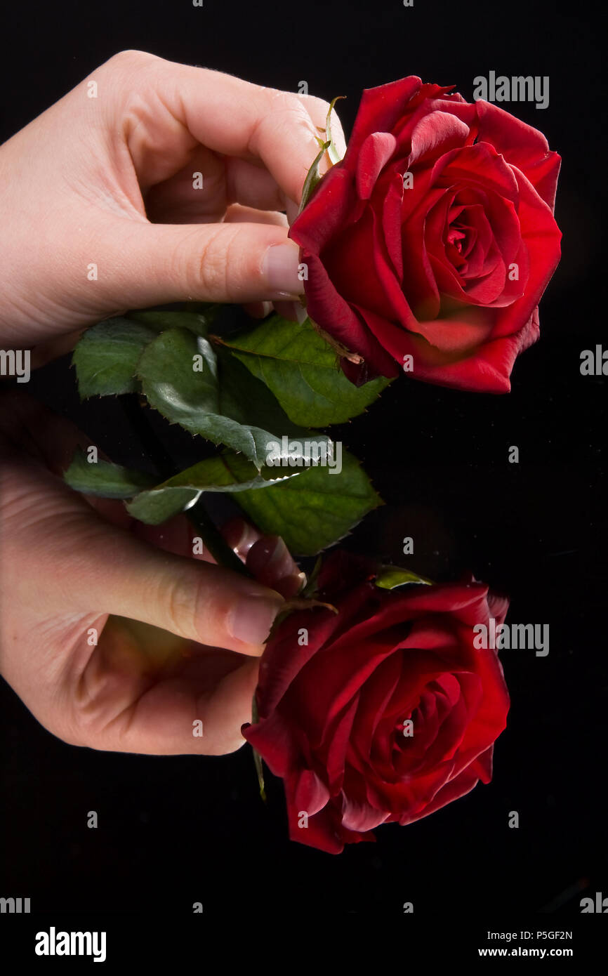 Elegant female hand with a reflected red rose Stock Photo - Alamy
