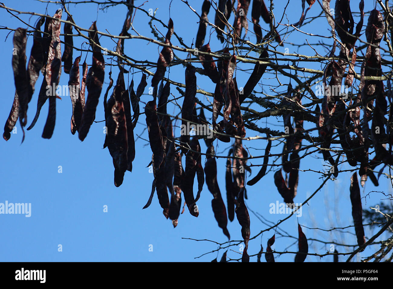 Locust bean tree hi-res stock photography and images - Alamy