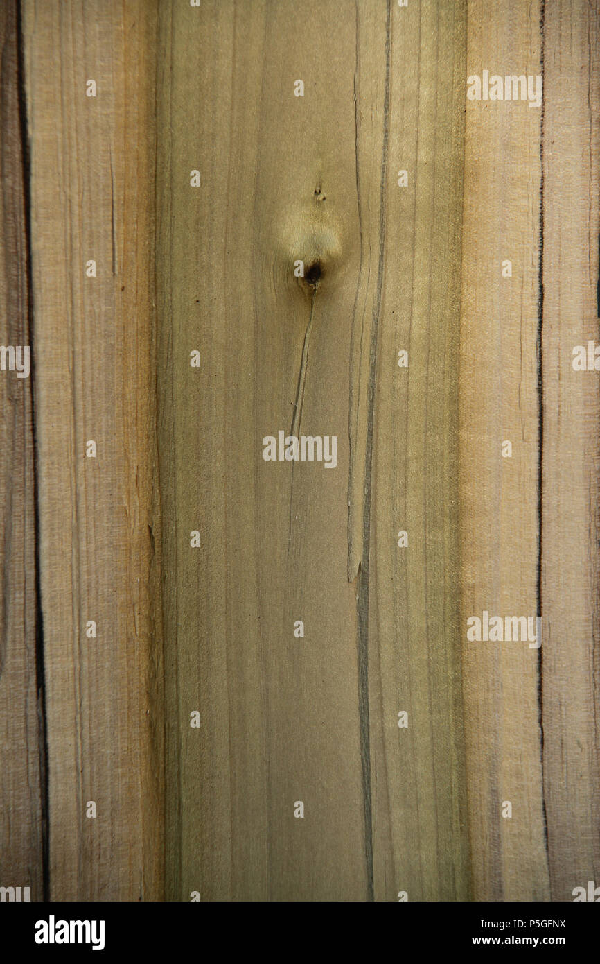 Close-up view through vertical section in tree trunk Stock Photo - Alamy
