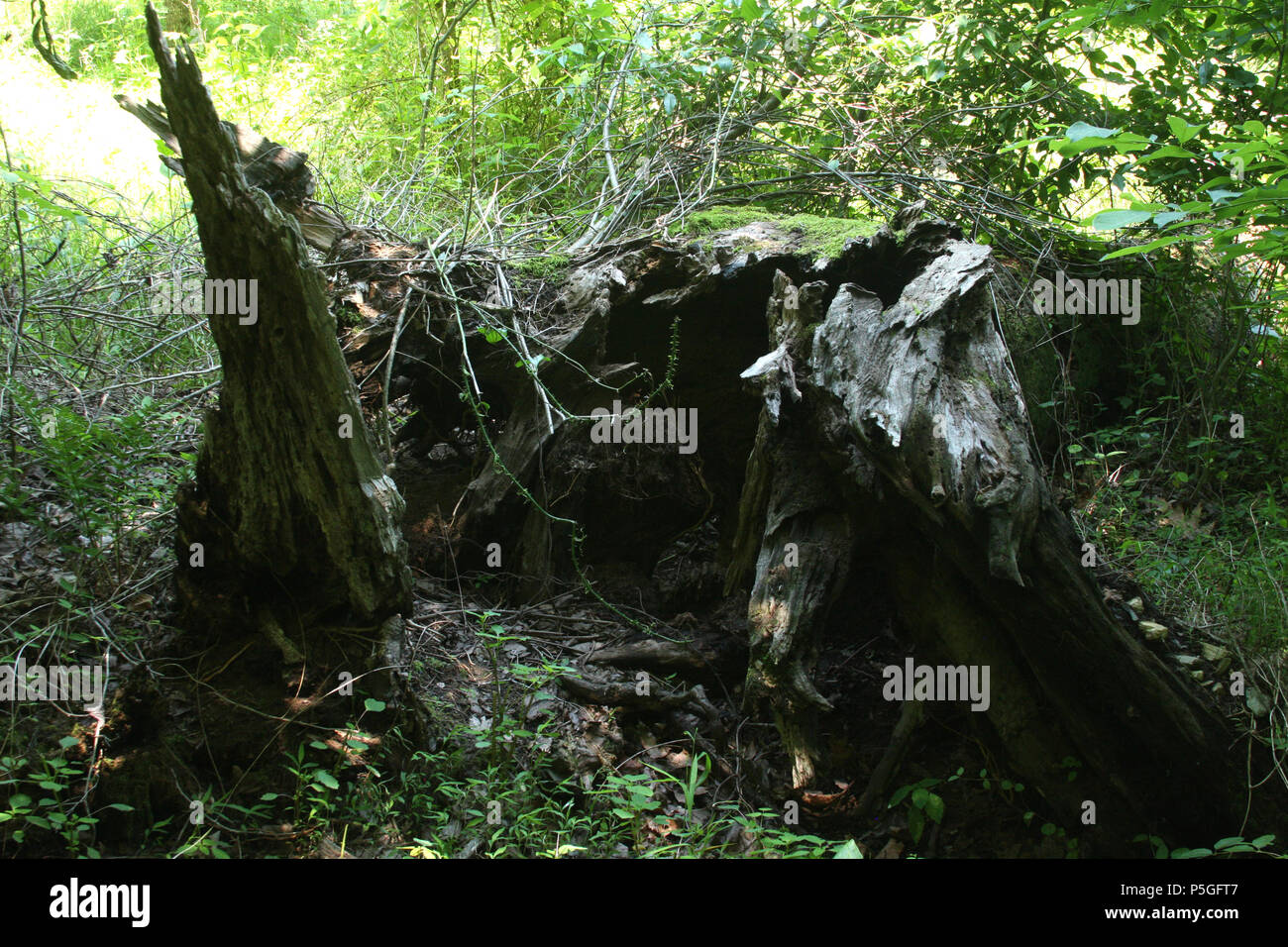 Organic remains of decaying tree stump Stock Photo - Alamy