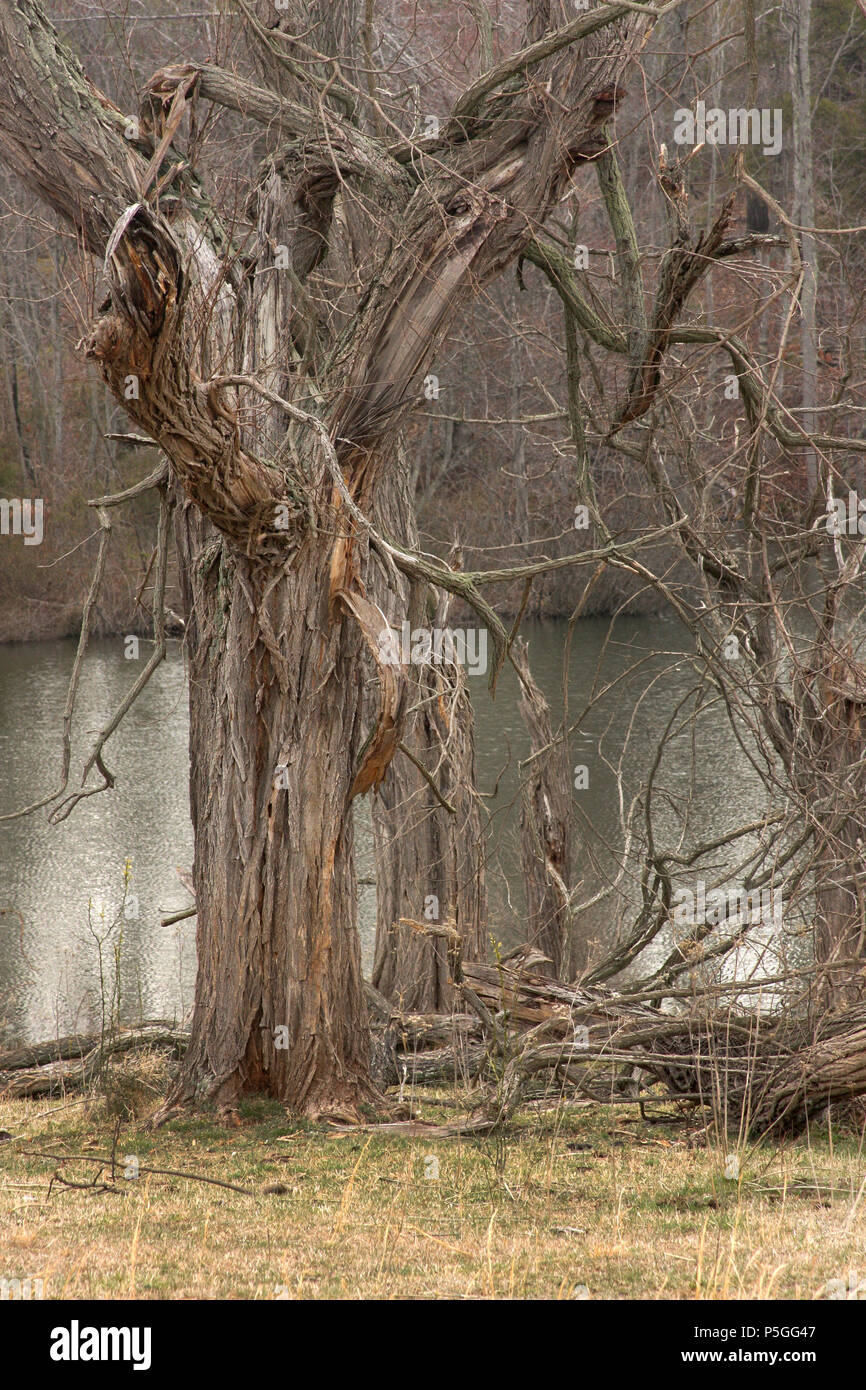 Dead tree at the edge of river Stock Photo - Alamy