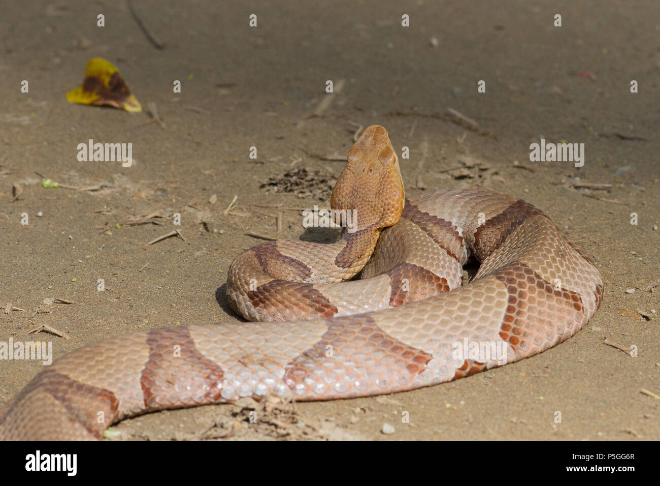 A northern copperhead showing the copper colored top of the head Stock ...