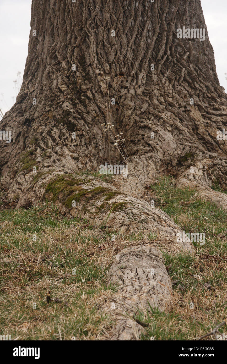 Large tree trunk and visible root at the surface of the ground Stock ...