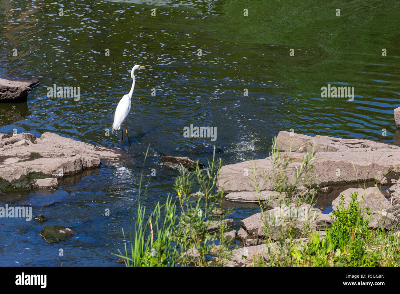 Great White Egret wading in shallow water of coastal estuary. Great ...