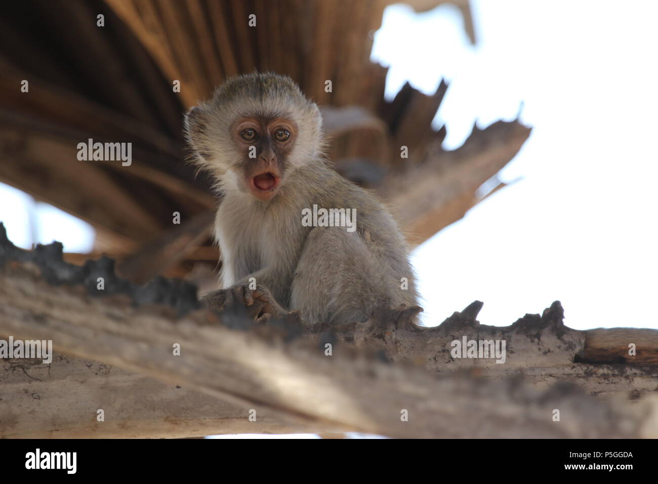 African Green Monkey Stock Photo - Alamy