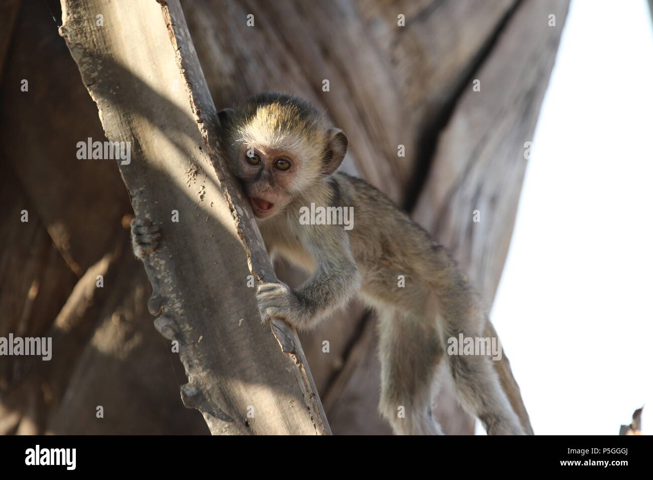 African Green Monkey Stock Photo - Alamy