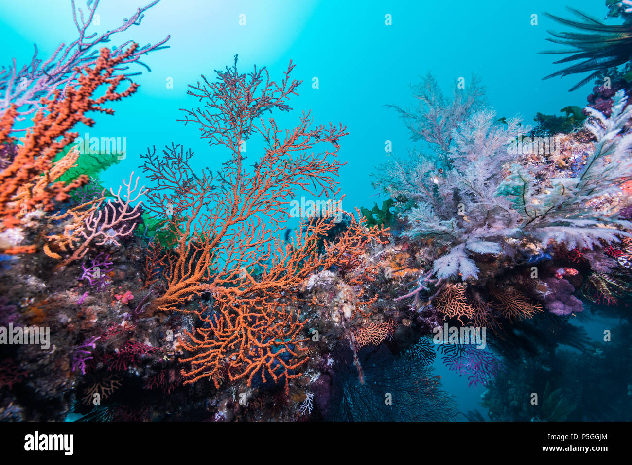 Artificial fish reef covered with a lot of colorful soft corals. Owase ...