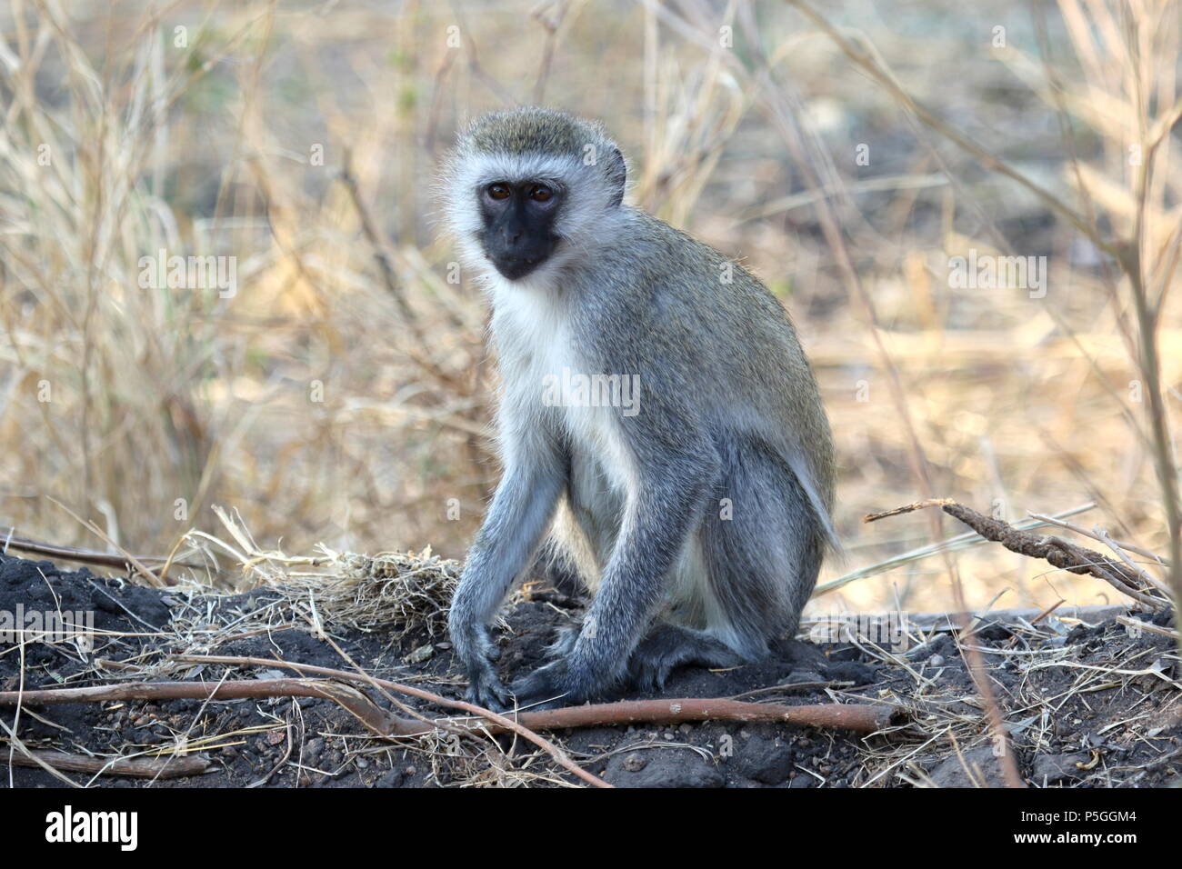 African Green Monkey Stock Photo - Alamy