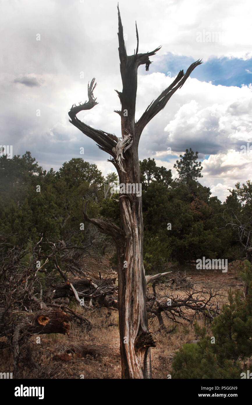 Arizona trees plant plants hi-res stock photography and images - Alamy