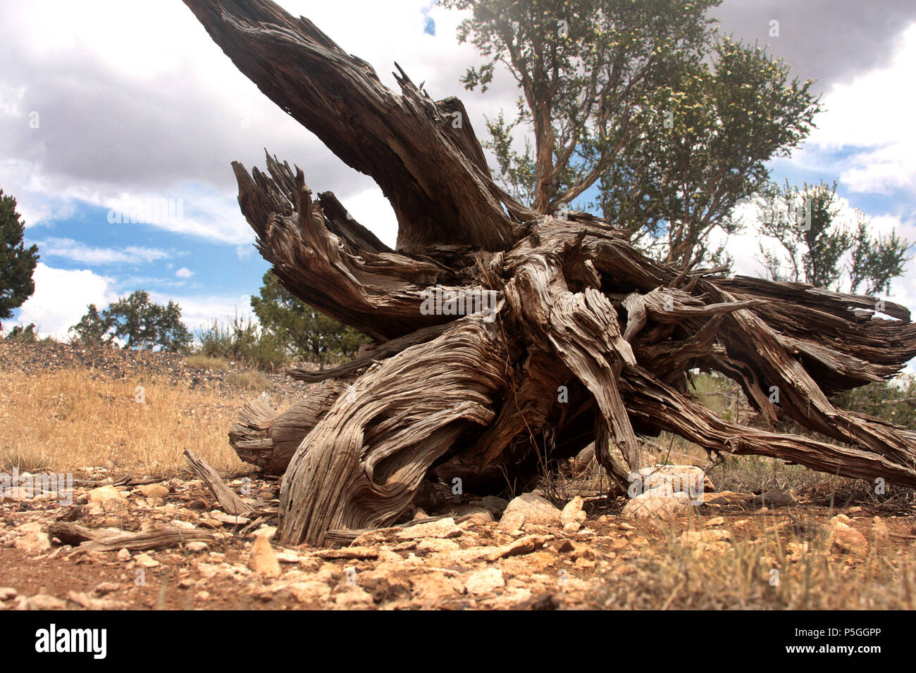 Dead And Rotten Tree High Resolution Stock Photography and Images - Alamy