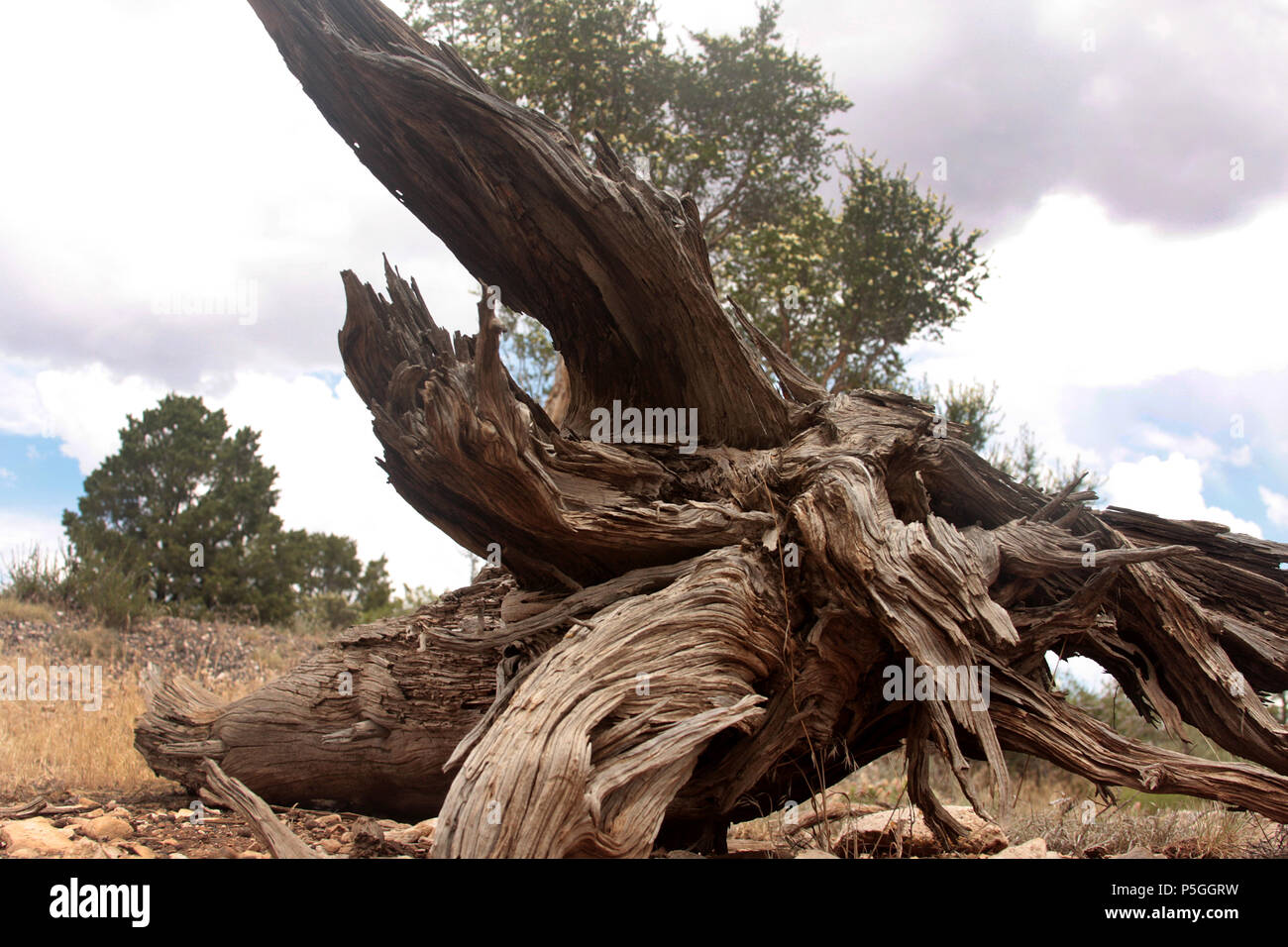 Dead matter hi-res stock photography and images - Alamy